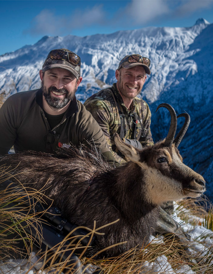 Chamois - Kuranui Estate - New Zealand