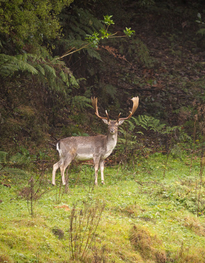 Fallow - Kuranui Estate - New Zealand