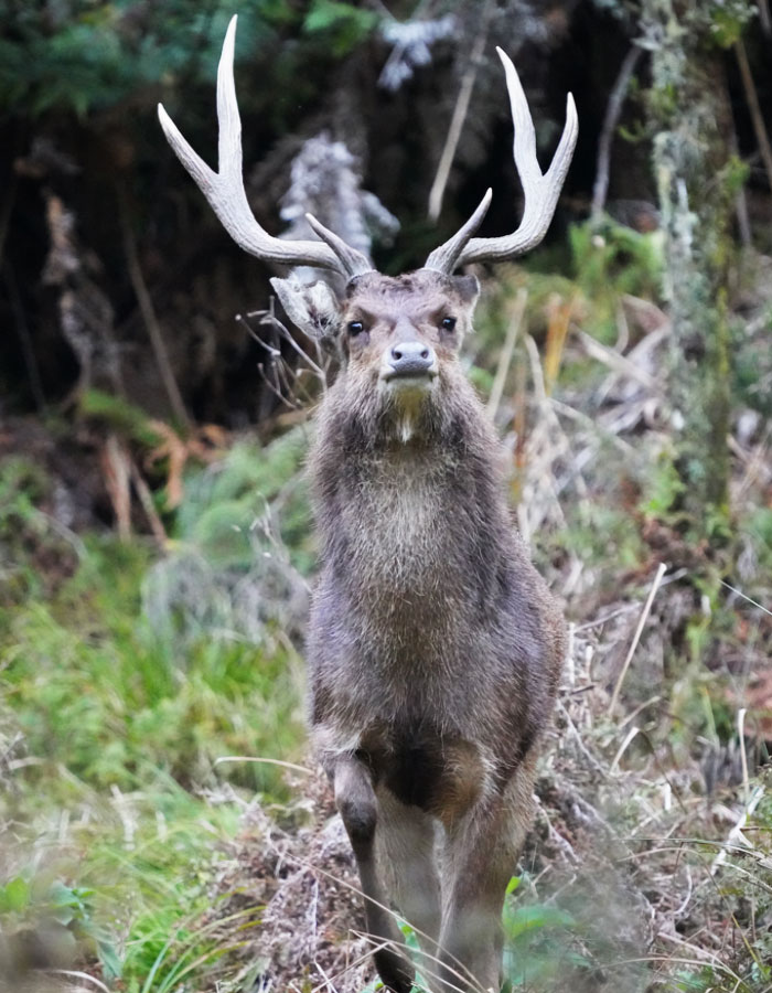 Rusa - Kuranui Estate - New Zealand