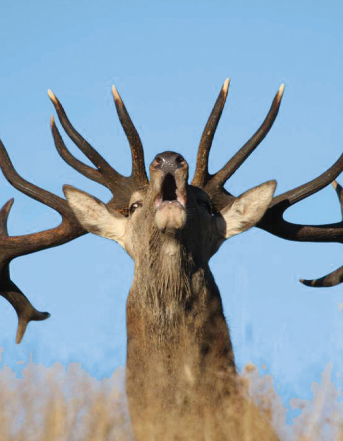 Red Stag - Kuranui Estate - New Zealand