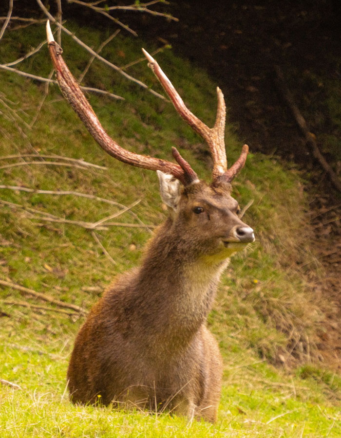 Rusa - Kuranui Estate - New Zealand