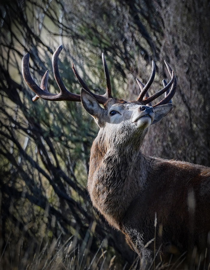Red Stag - Kuranui Estate - New Zealand
