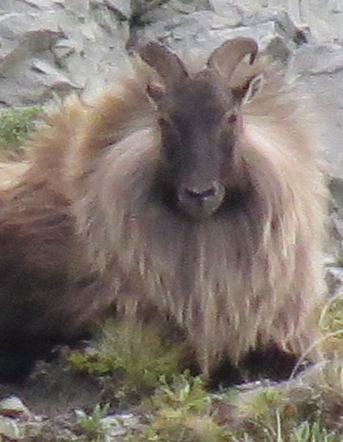 Tahr - Kuranui Estate - New Zealand