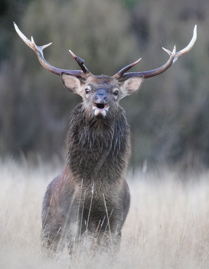 Sika - Kuranui Estate - New Zealand