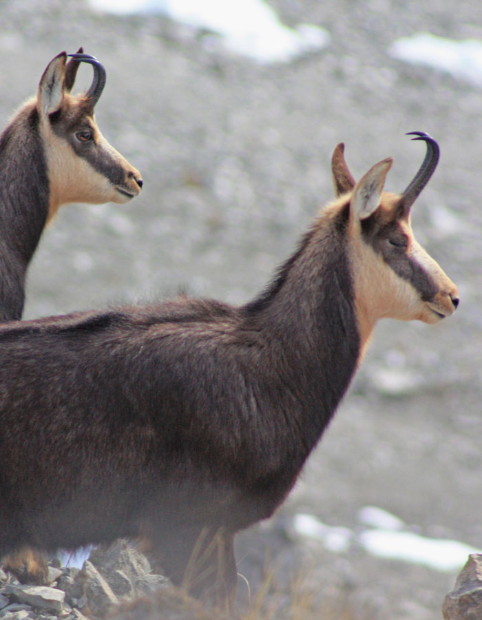 Chamois - Kuranui Estate - New Zealand