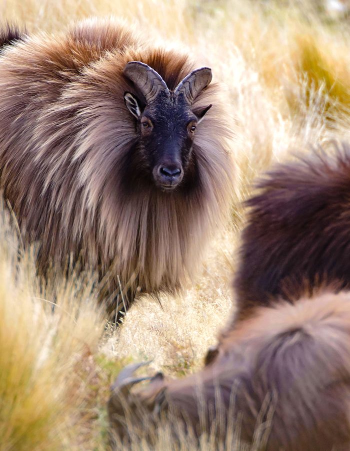 Tahr - Kuranui Estate - New Zealand