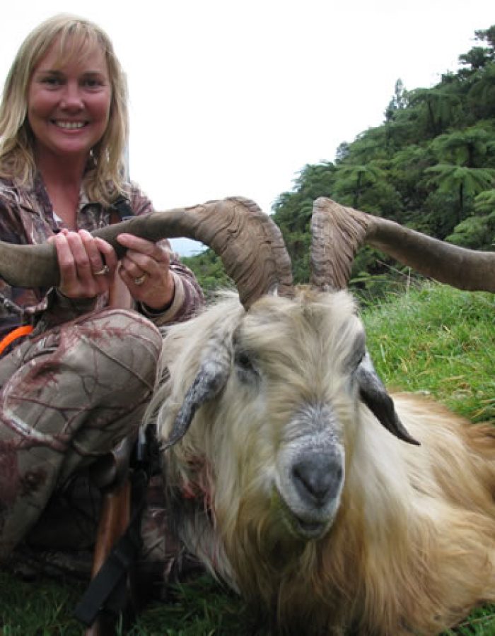 Feral Goat - Kuranui Estate - New Zealand